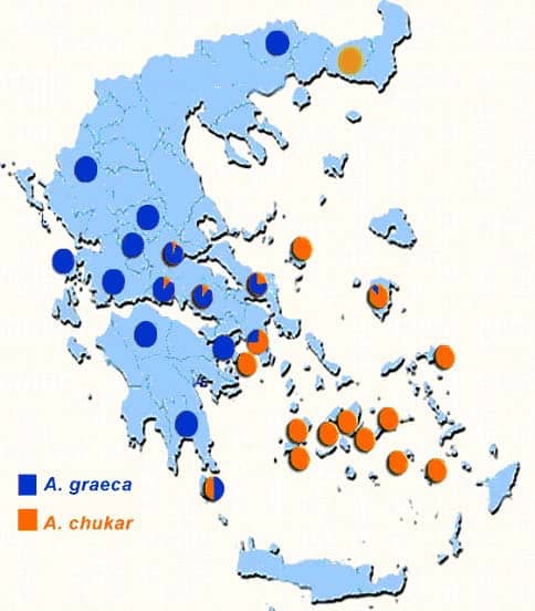 ΓΕΝΕΤΙΚΗ ΤΑΥΤΟΠΟΙΗΣΗ ΚΑΙ ΔΙΑΧΕΙΡΙΣΗ ΤΗΣ ΟΡΕΙΝΗΣ (Alectoris graeca) ΚΑΙ ...